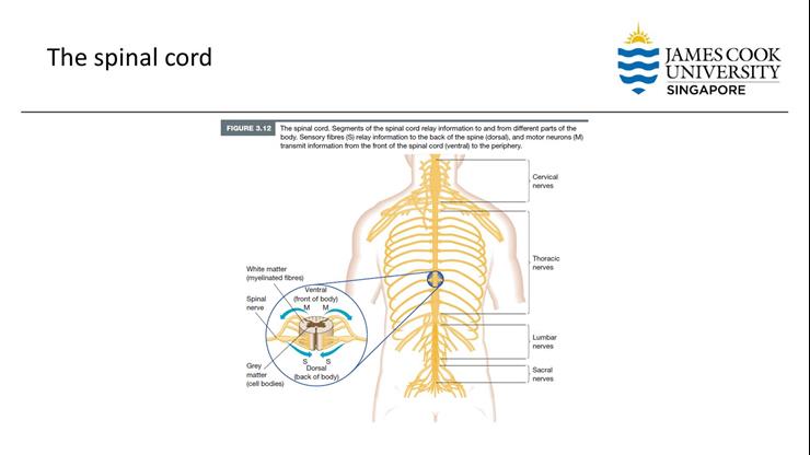 The spinal cord and the evolution of the human brain