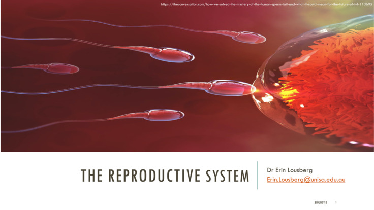 Biology B Week 12 Reproductive System Lecture 1