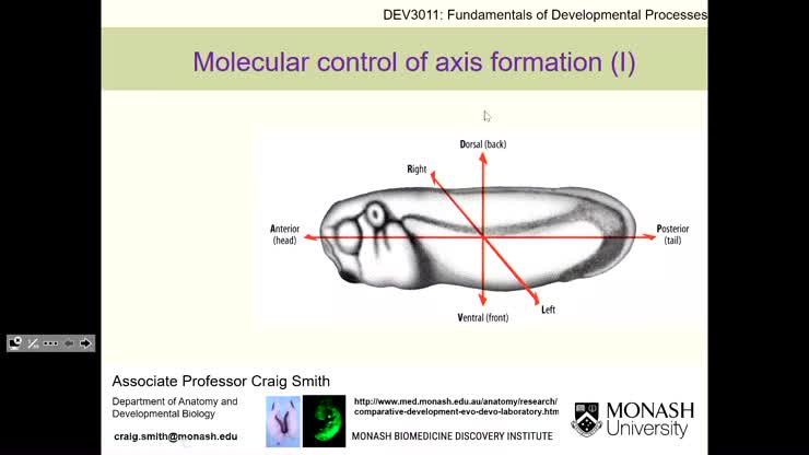 Lecture 13: Axis formation I