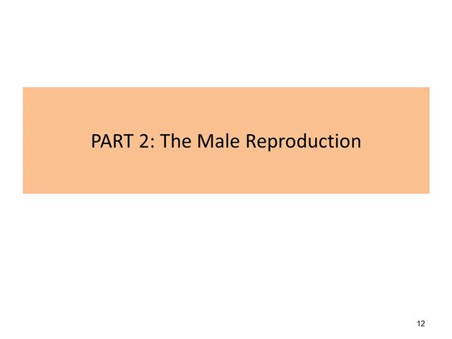UniSA_BIOL1050_Week 11.1_HP101 Reproductive System 1 - Part 2