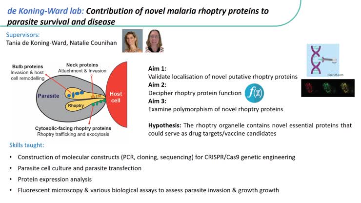 2431 - Contribution of novel malaria rhoptry proteins to parasite ...