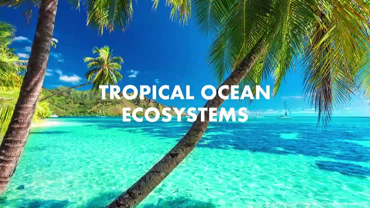 Lecture 6: Tropical Ocean Ecosystems