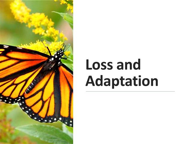 Loss and Adaptation