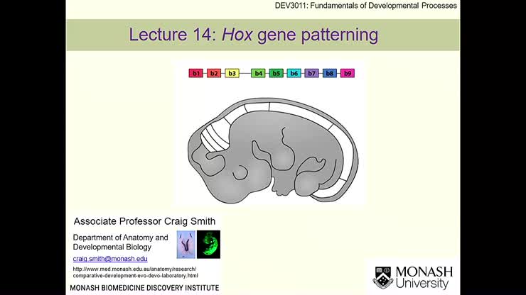 DEV3011 Lecture 15: Hox genes