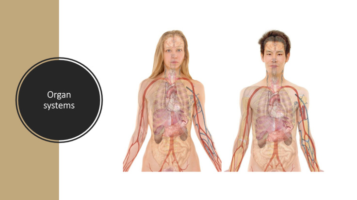 BIOL 1052 Organ systems