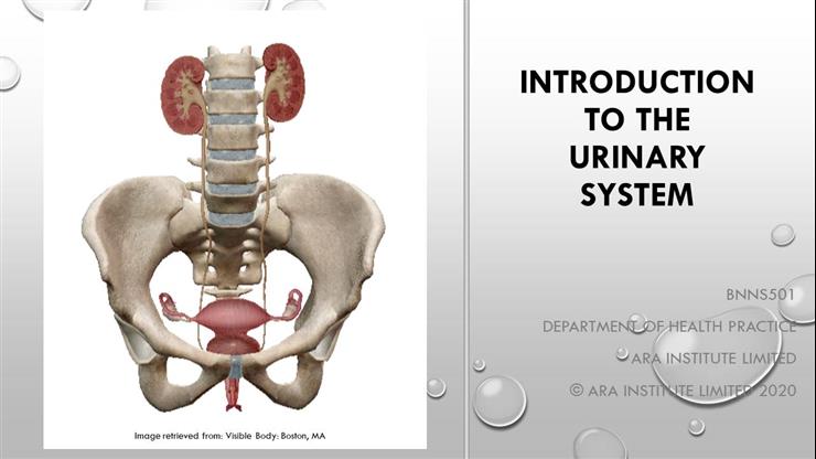 Introduction to the urinary system