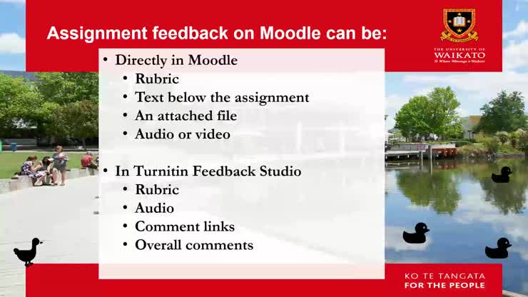 How to view feedback